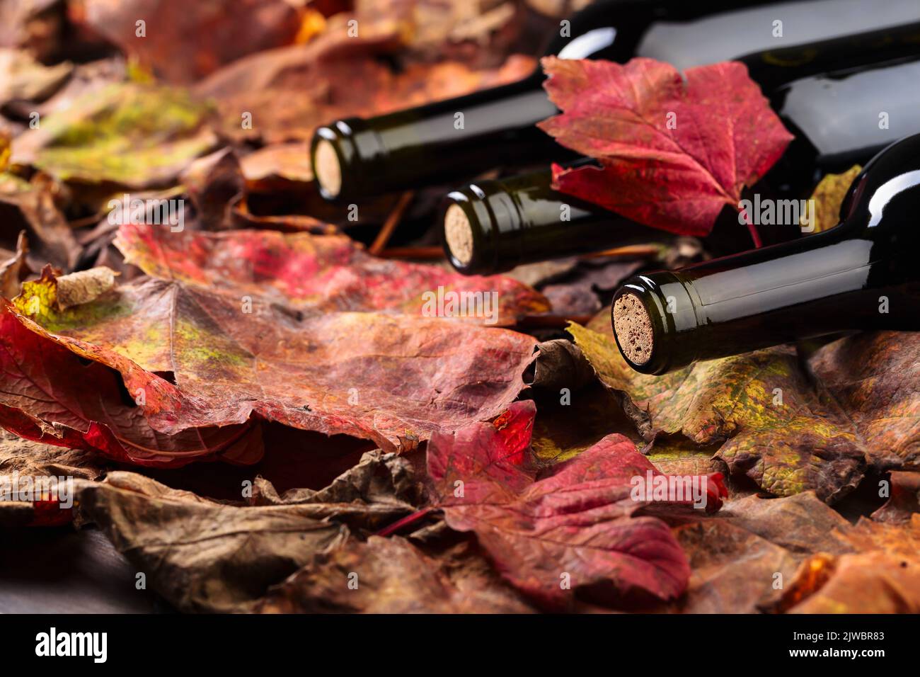 Red wine bottles and dried-up vine leaves. Copy space Stock Photo - Alamy