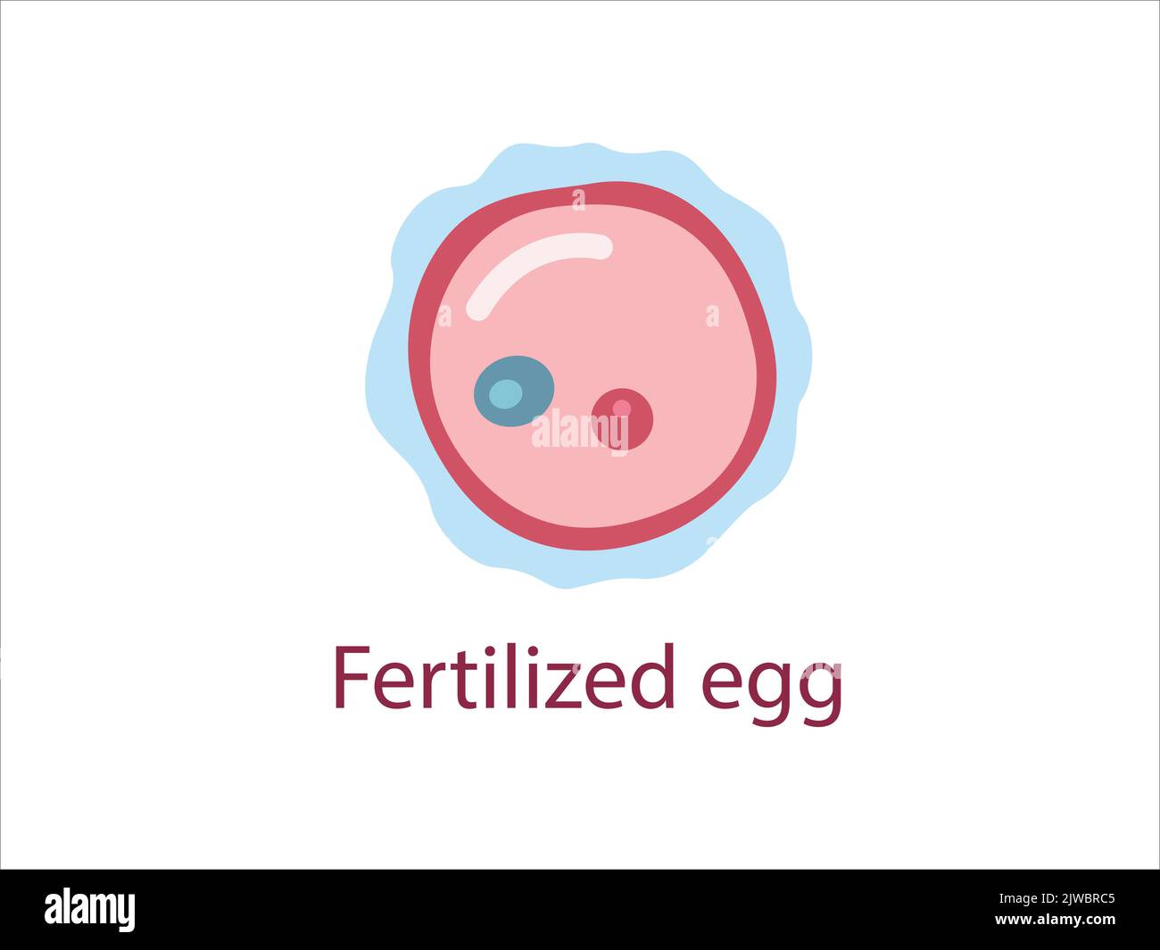 Blastula Embryo Stock Vector Images Alamy Blastula Embryo Stock Vector Images Alamy