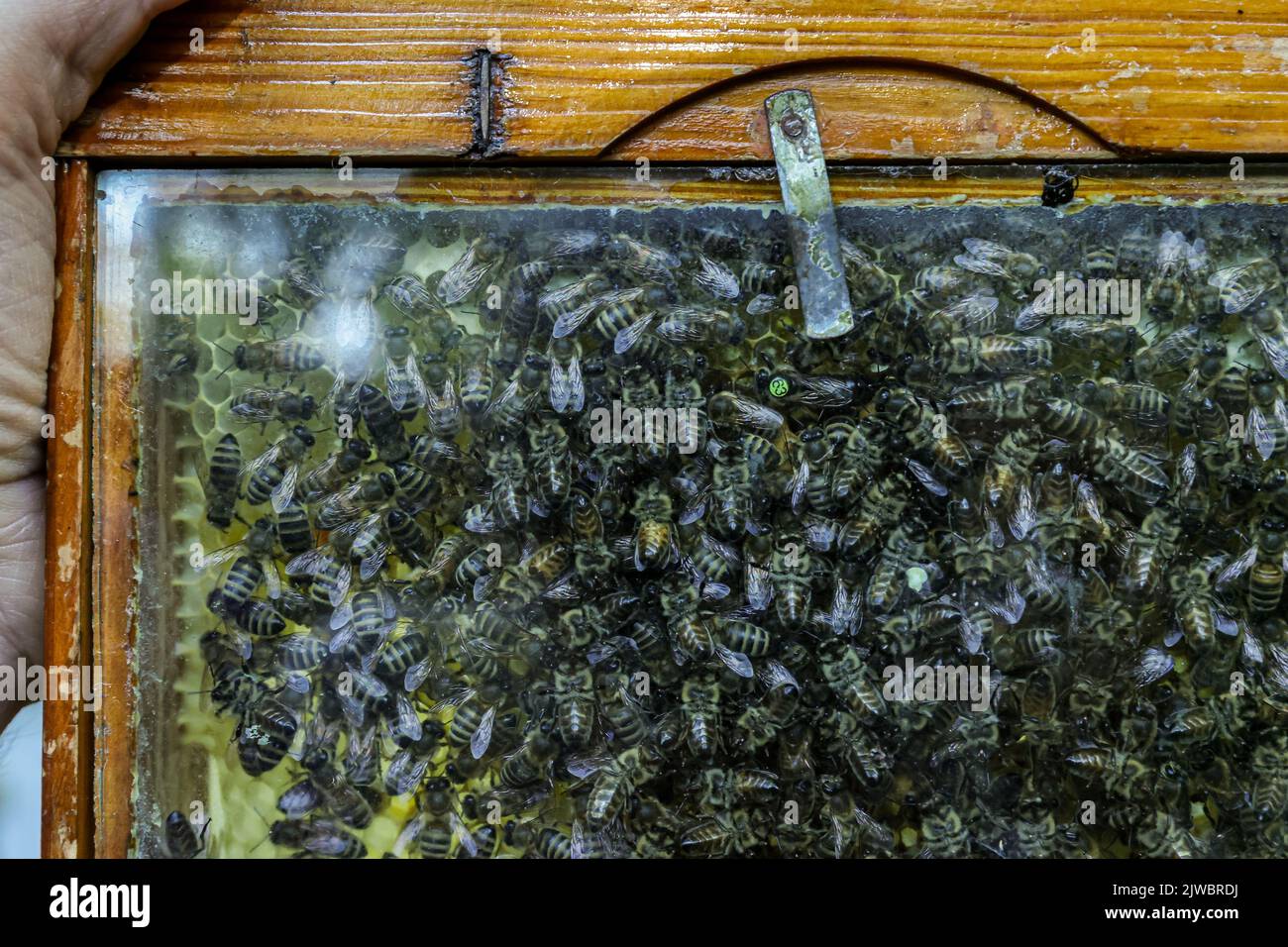 Bantin, Germany. 01st Sep, 2022. Bees run over the combs in a mating ...