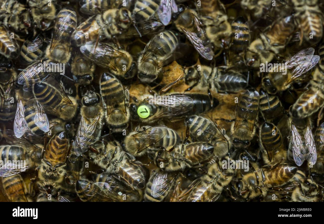 Bantin, Germany. 01st Sep, 2022. Bees run over the combs in a mating ...