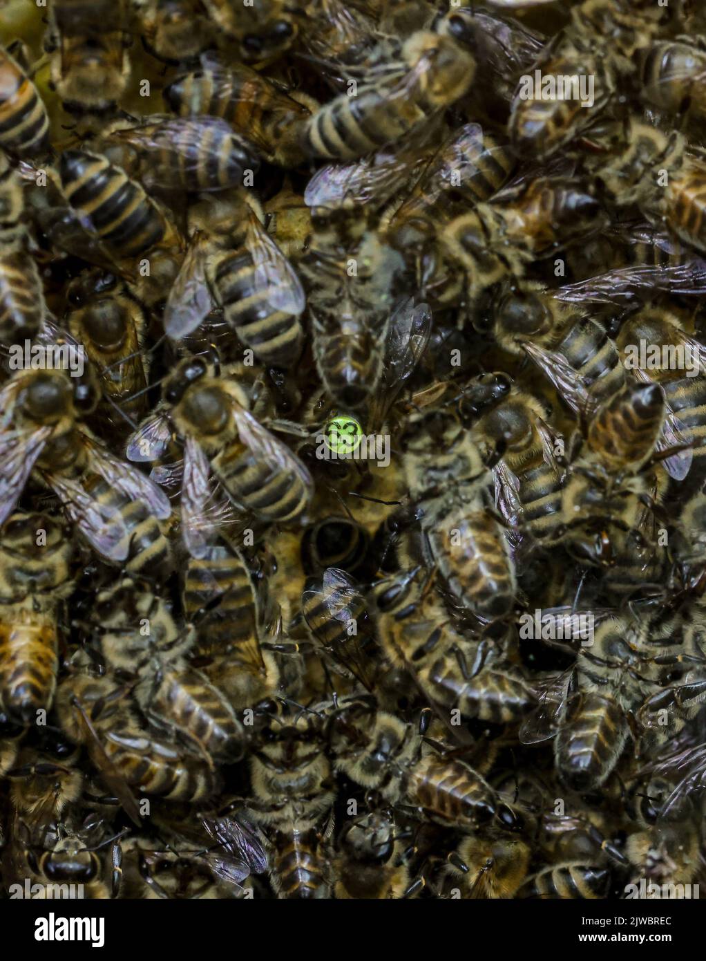 Bantin, Germany. 01st Sep, 2022. Bees run over the combs in a mating ...