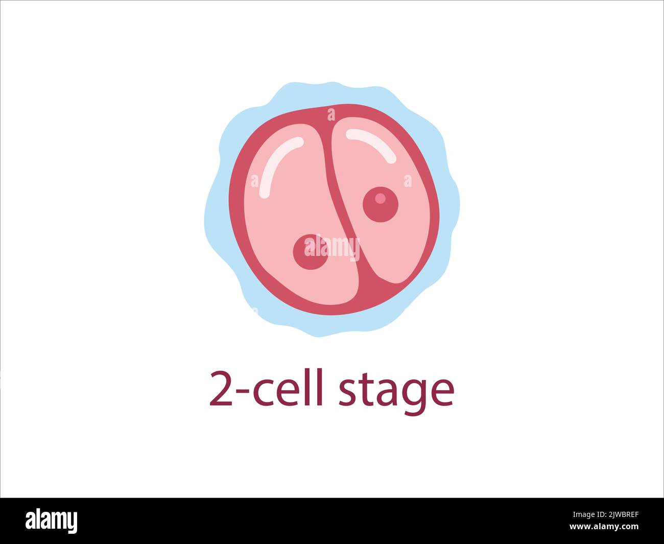 Zygote 2-cell stage. Human embryonic development. Vector medical ...