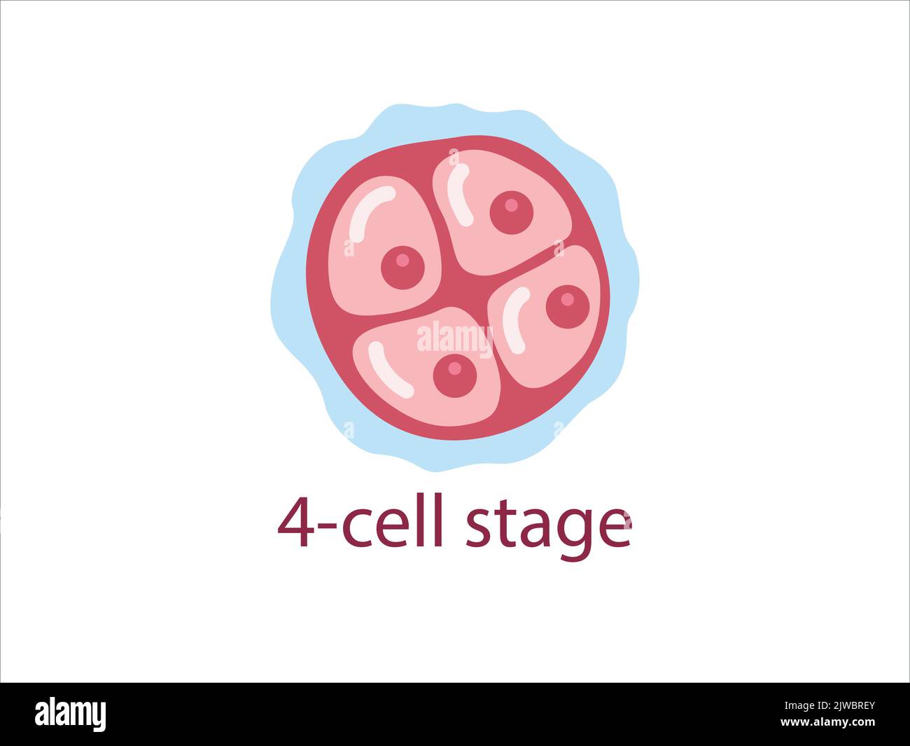 Zygote 4-cell stage. Human embryonic development. vector medical ...