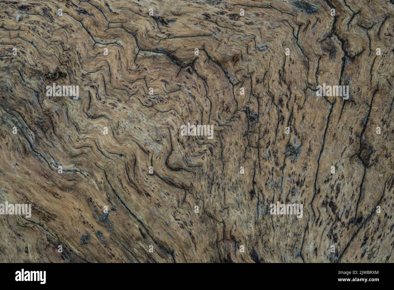 Closeup of background structure of a weathered wooden surface dried ...