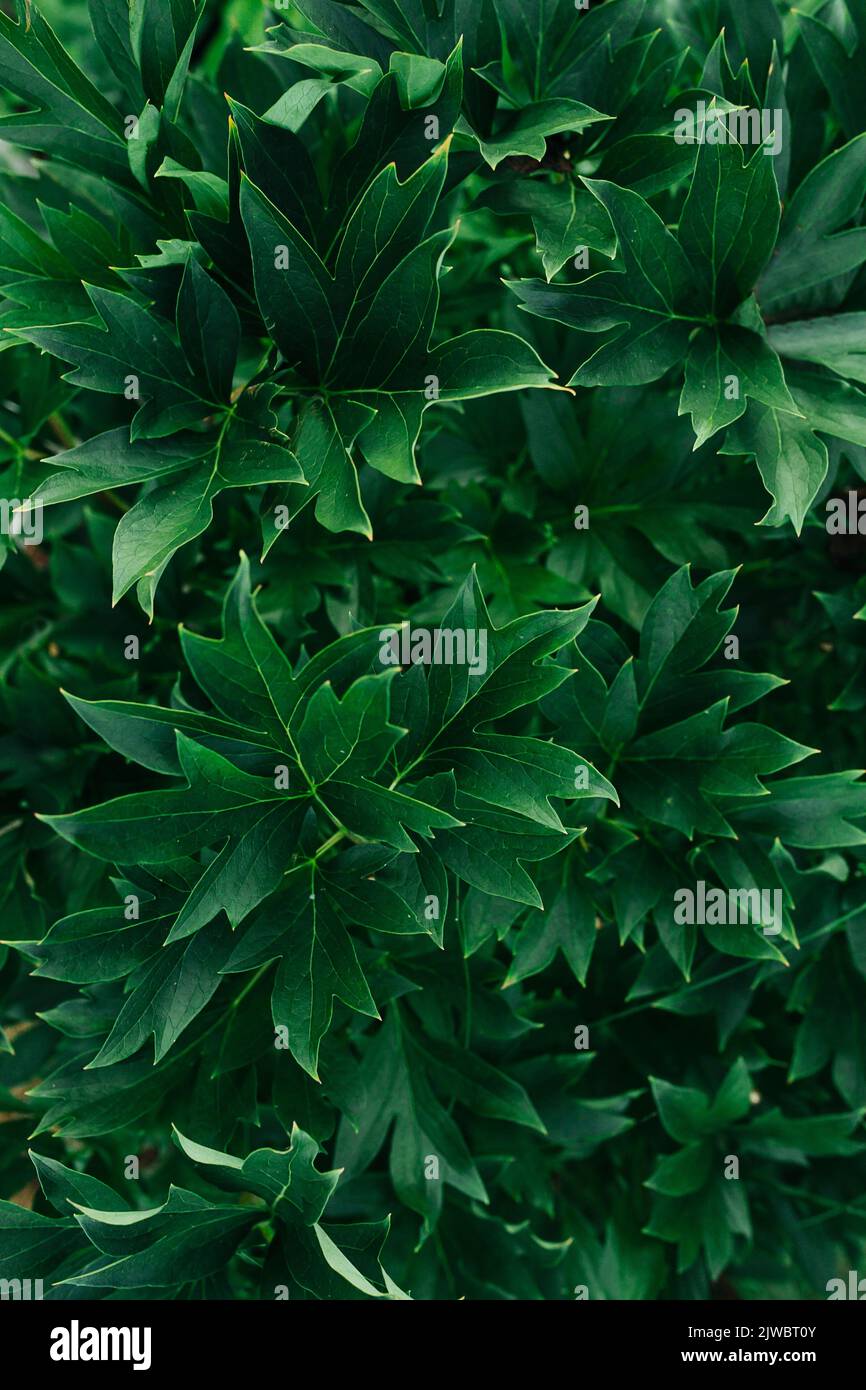 Keen sharp bush leaves of dark green color. Side view. Plant texture ...