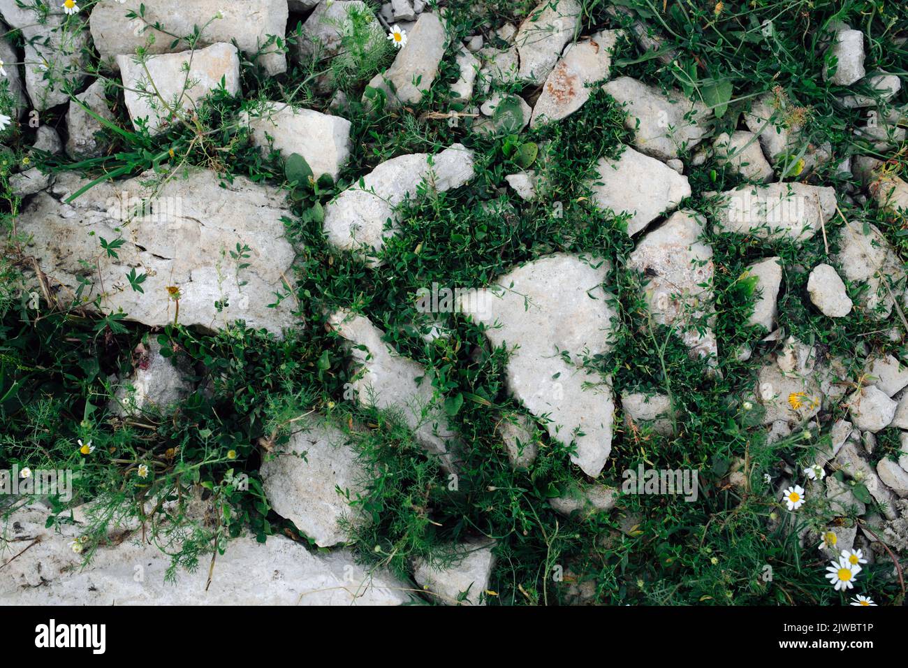 Succulent green grass growing between limestone rocks of all different ...
