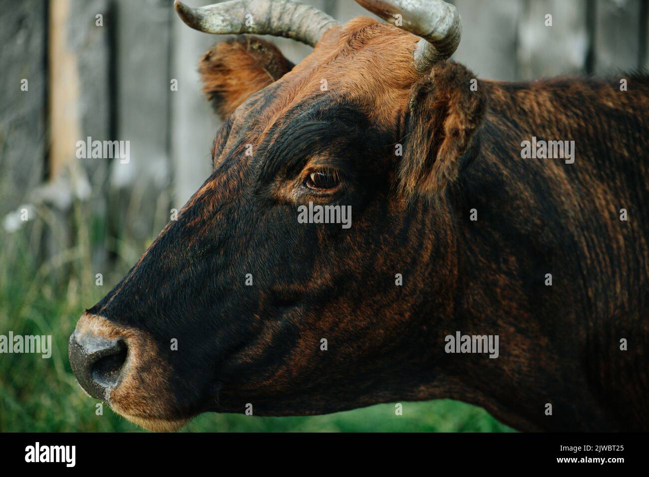 Side view of a cow head. She is calm, has black and brown hide. Close ...