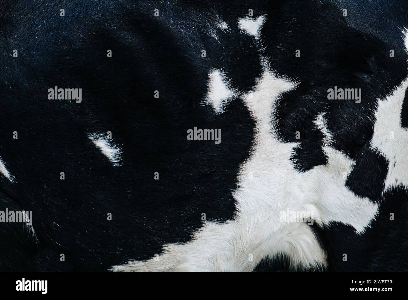 Cow hide texture. It has a black color with white spots. Lean and soft ...