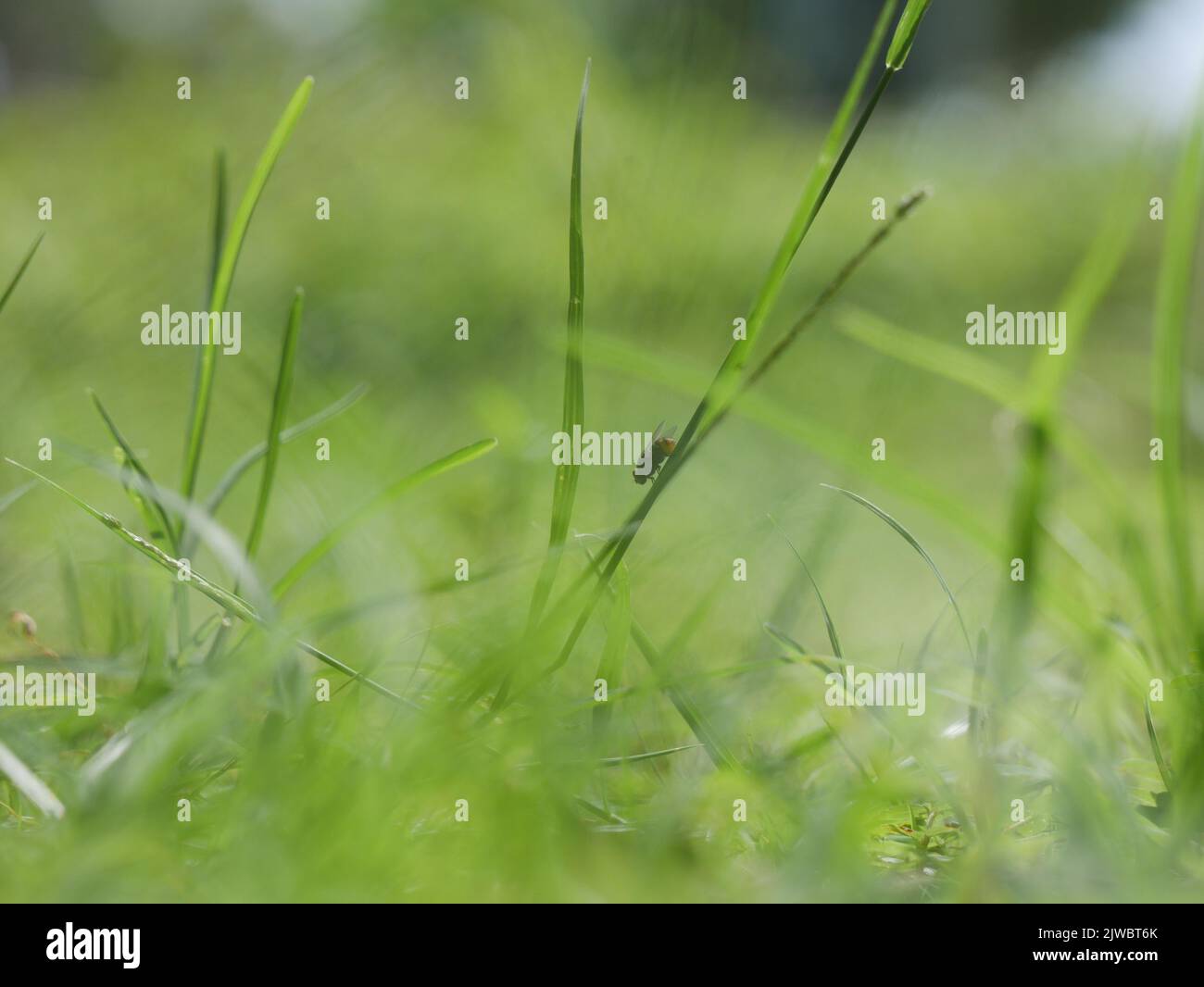 Grass insects hi-res stock photography and images - Alamy