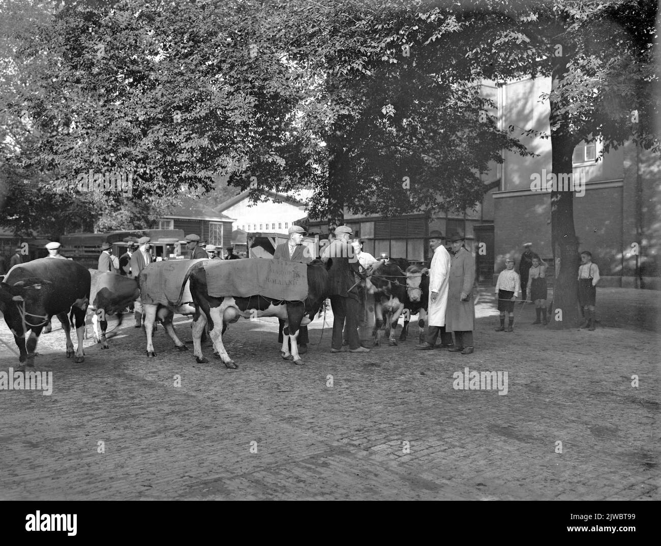 Image of the inspection of the cattle on the cattle market on ...