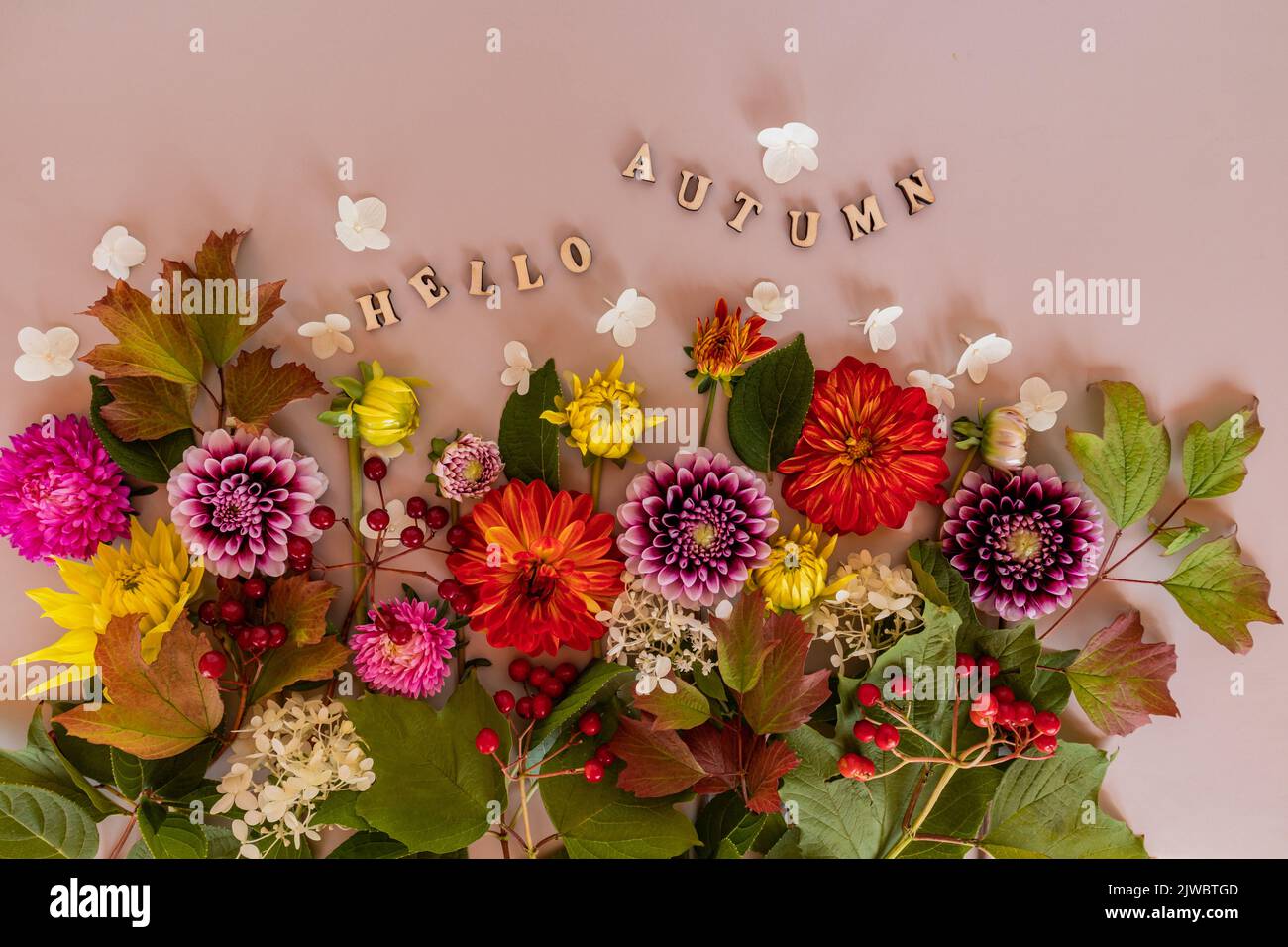 Sprigs of viburnum hi-res stock photography and images - Alamy