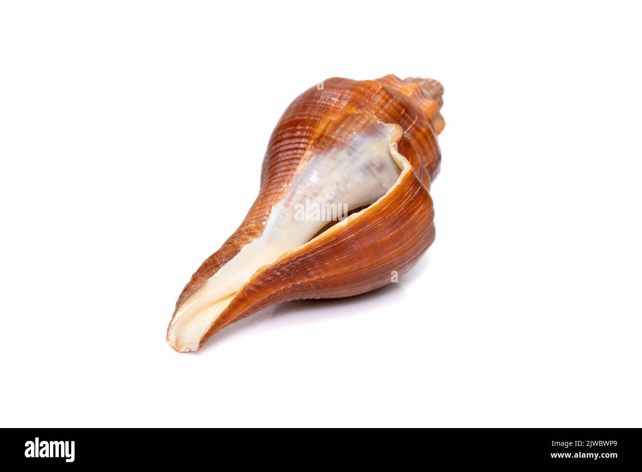 Image of pugilina cochlidium (Spiral melongena) on a white background ...