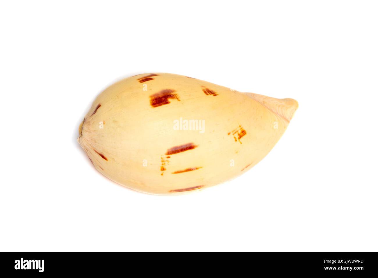 Image of seashells melo melo on a white background. Undersea Animals ...