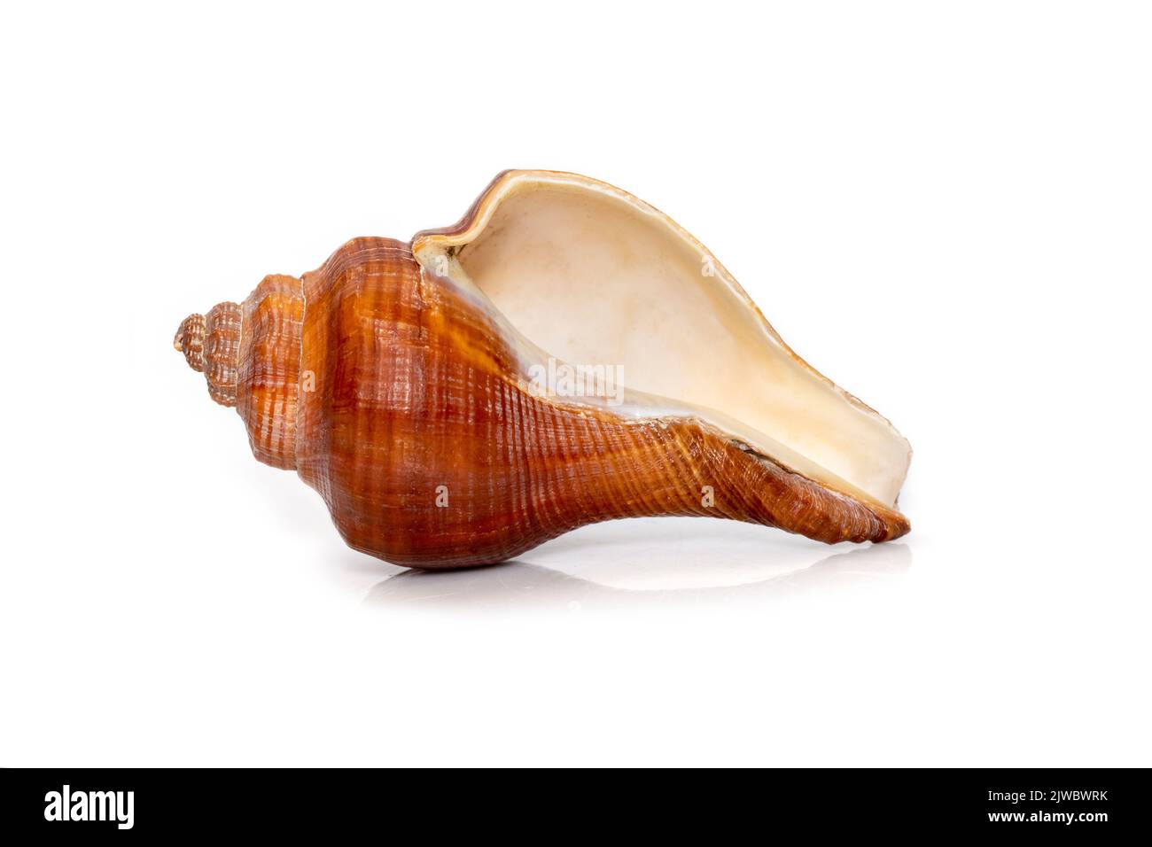 Image of pugilina cochlidium (Spiral melongena) on a white background ...