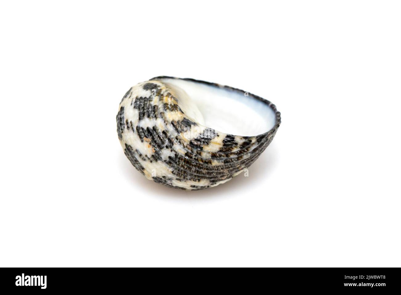 Image of nerita undata shell is a species of sea snail, a marine ...