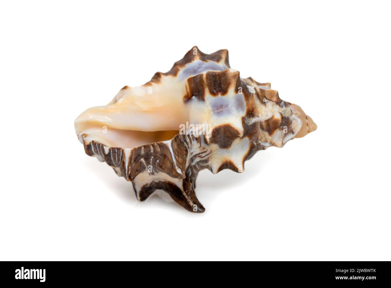 Image of reishia bitubercularis sea shells, common names bituberculate ...