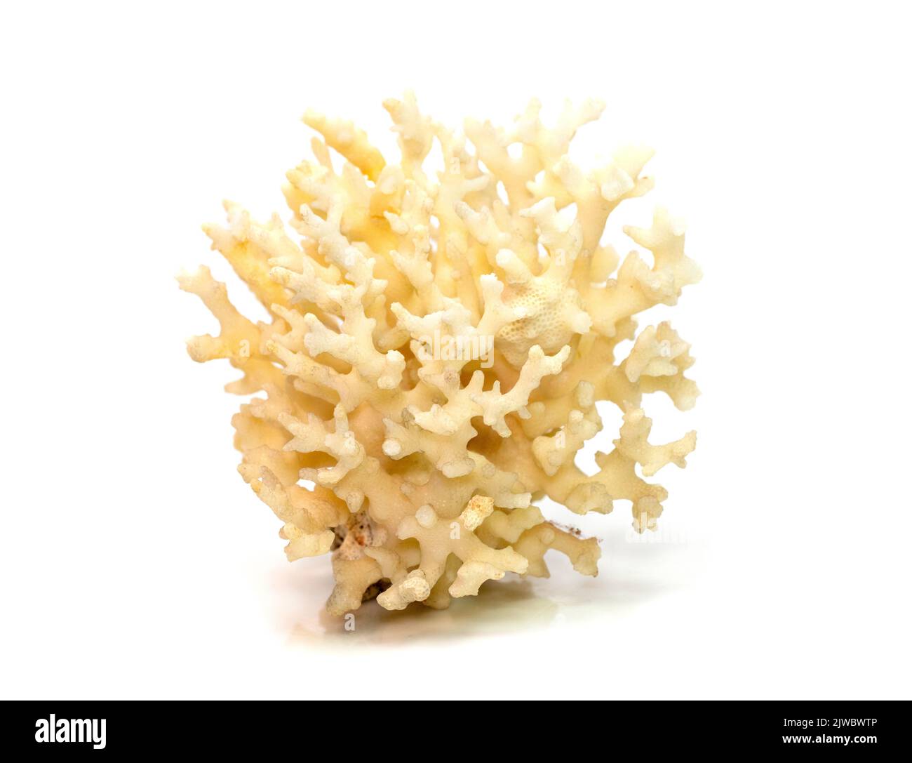 Image of dead white coral cubes on a white background. Undersea Animals ...