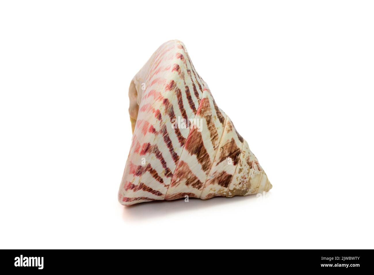 Image of Rochia nilotica, common name the commercial top shell, is a ...