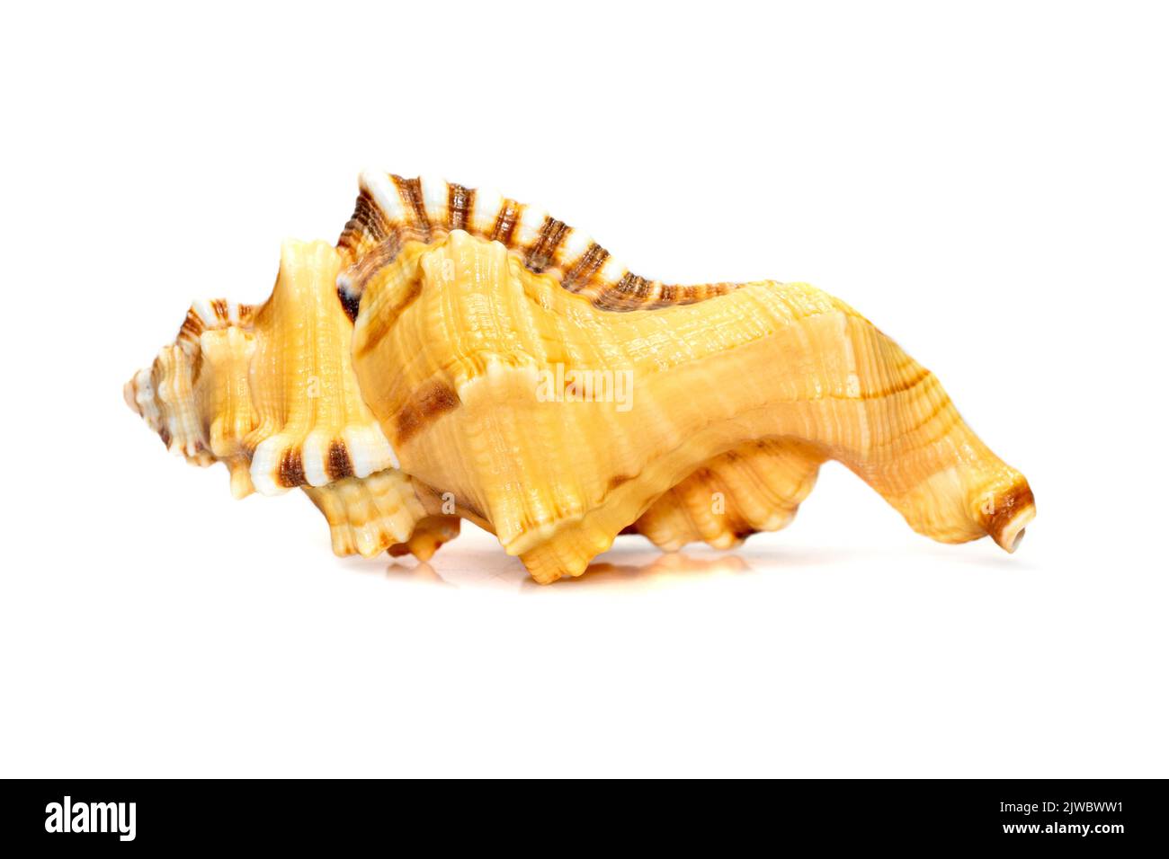 Image of lotoria lotoria sea shells, common name the black-spotted ...