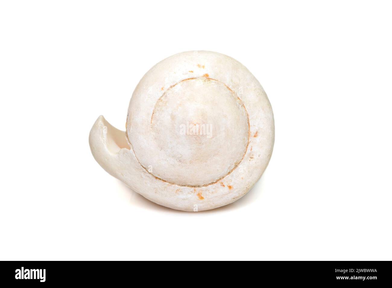 Image of white conch shell isolated on white background. Undersea ...