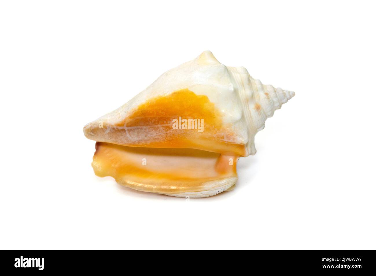 Image of strombus alatus sea shell, the Florida fighting conch, is a ...