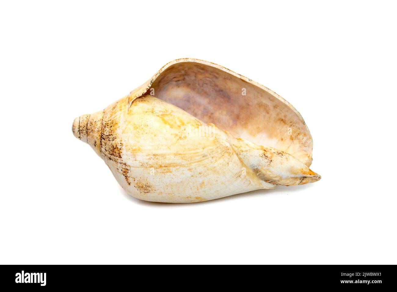 Image of white bottom conch shell isolated on white background ...