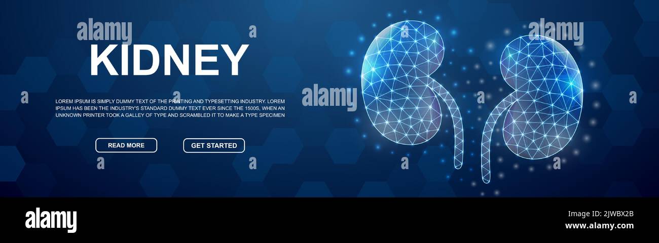Kidneys polygonal horizontal banner. Urinary low poly symbol for head ...