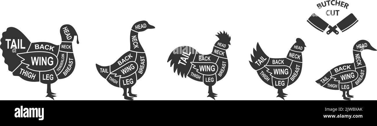 Set of farm birds scheme cuts. Butcher diagram poster. Turkey, Chicken ...