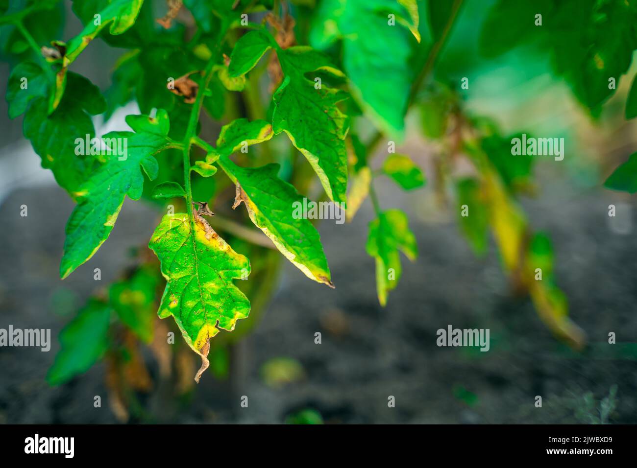 The leaves of a growing tomato are infected with phytophthora close-up ...