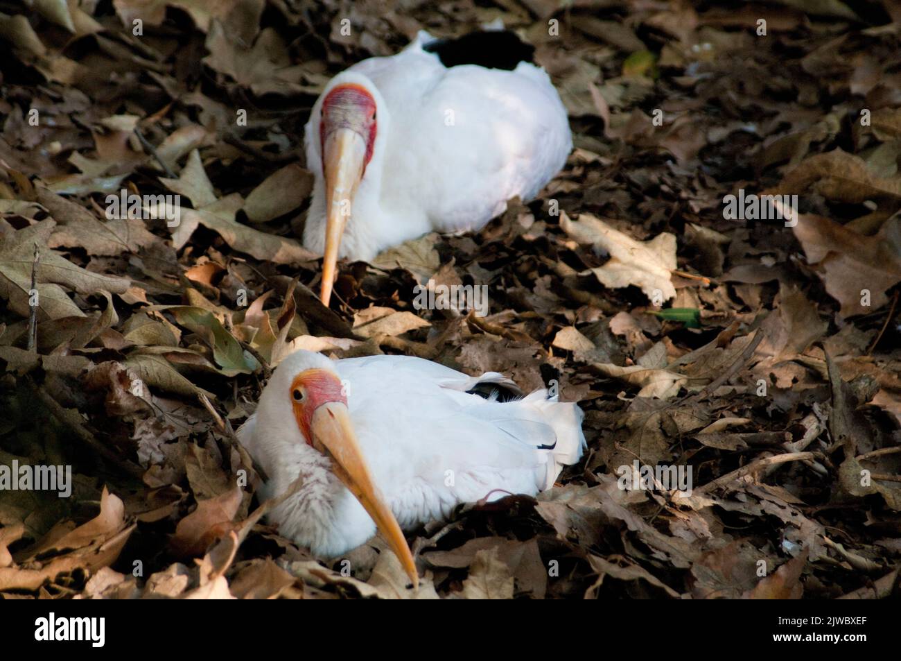 two young yellow billed storks sat on a bed of leaves Stock Photo - Alamy