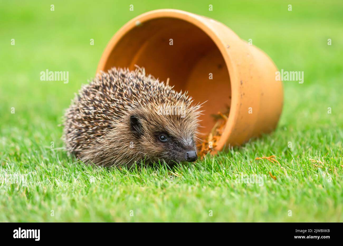Wild, native hedgehog foraging in hedgehog friendly garden. Taken ...
