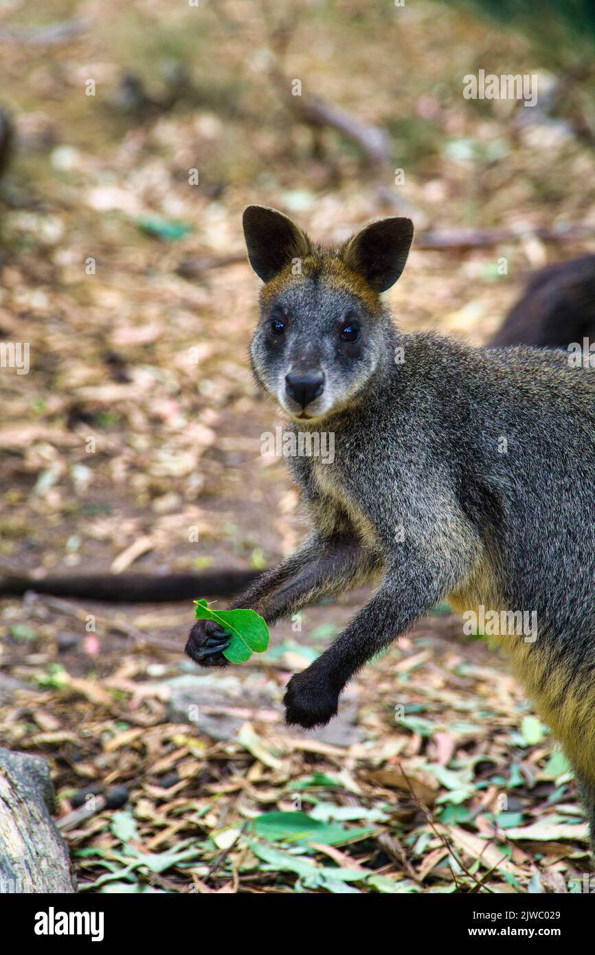 A vertical closeup of a wallaby Stock Photo - Alamy