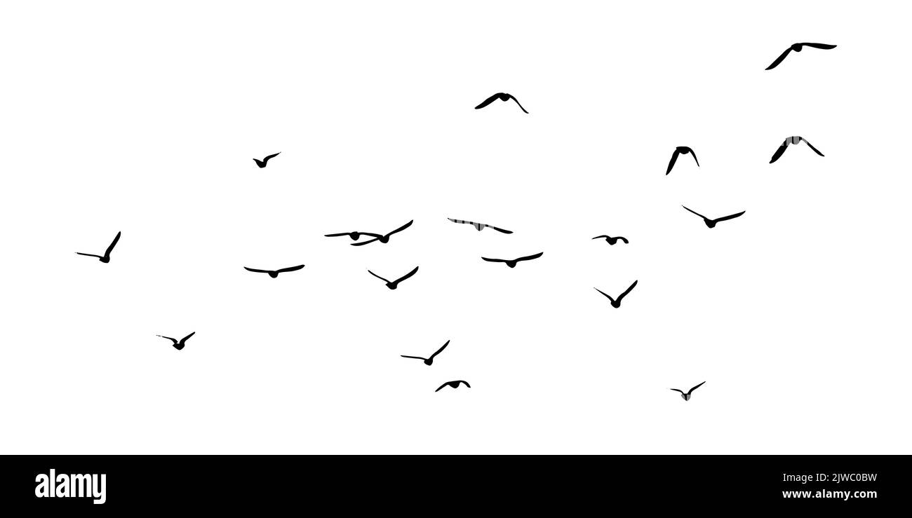 A flock of flying birds. Free birds. Vector illustration Stock Vector ...