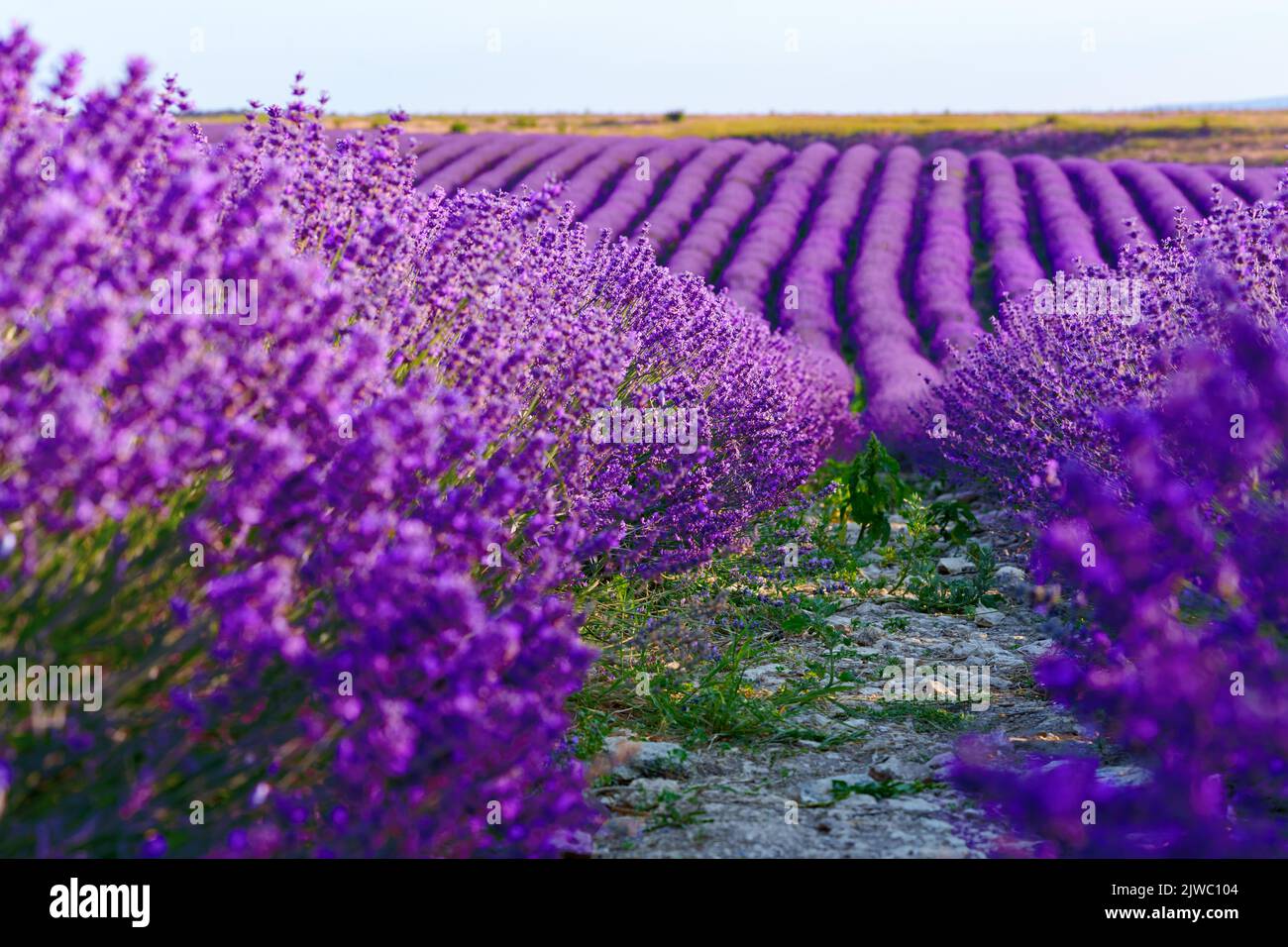 Lavender field rows in summer on sunset Stock Photo - Alamy