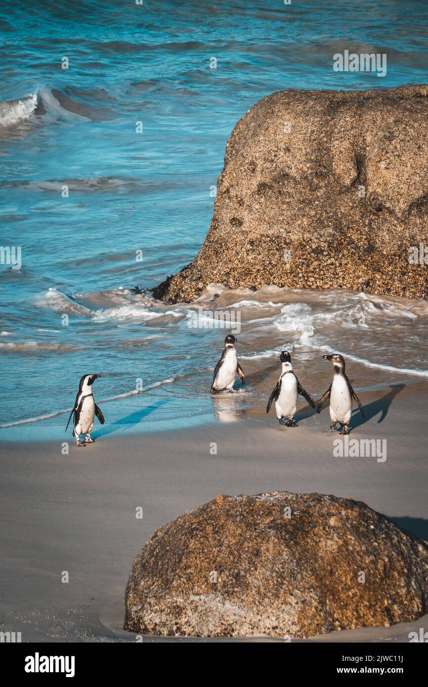 A vertical shot of penguins near a sea Stock Photo - Alamy