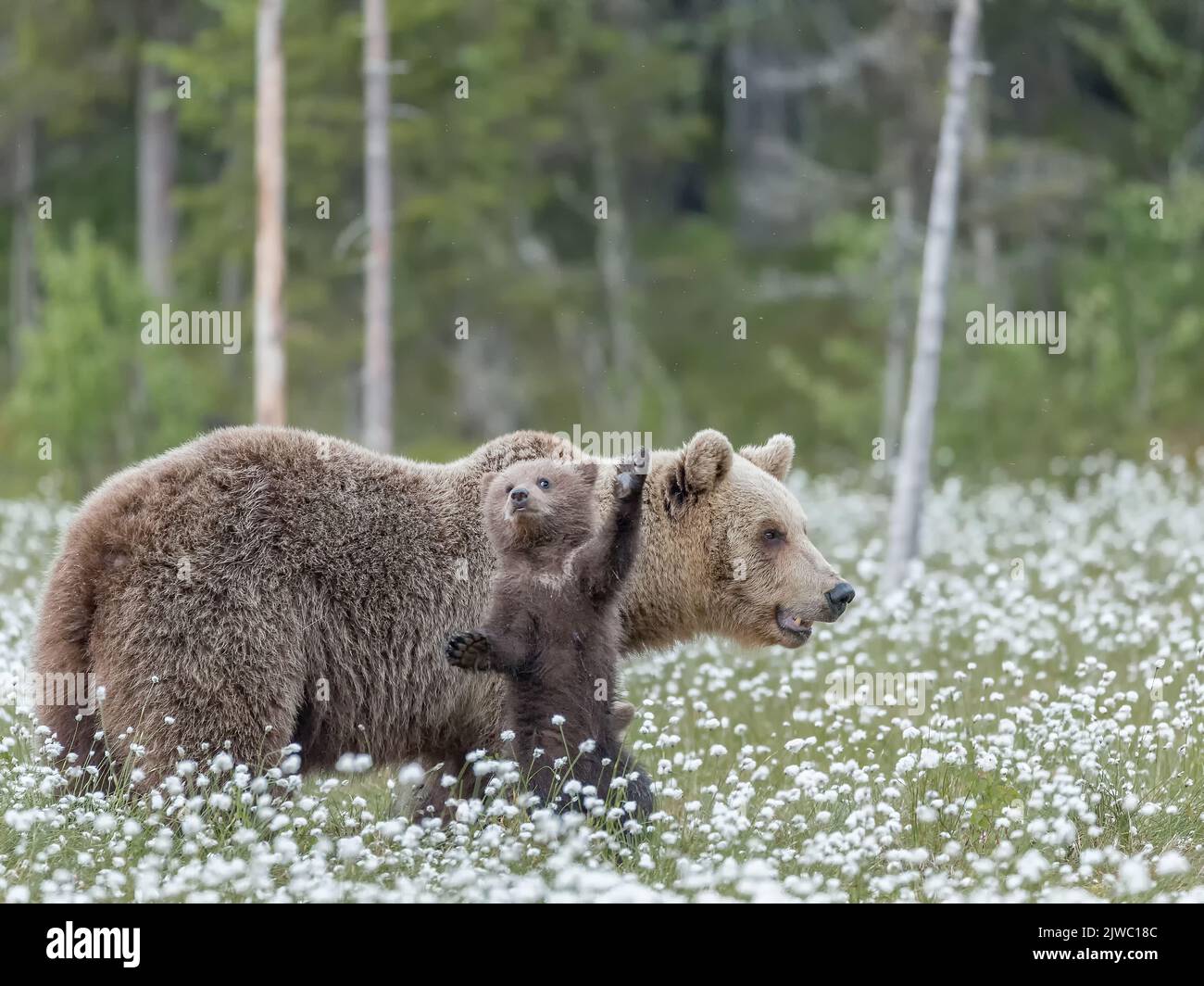 A Brown bear mother and her small cub in the middle of the cotton grass ...