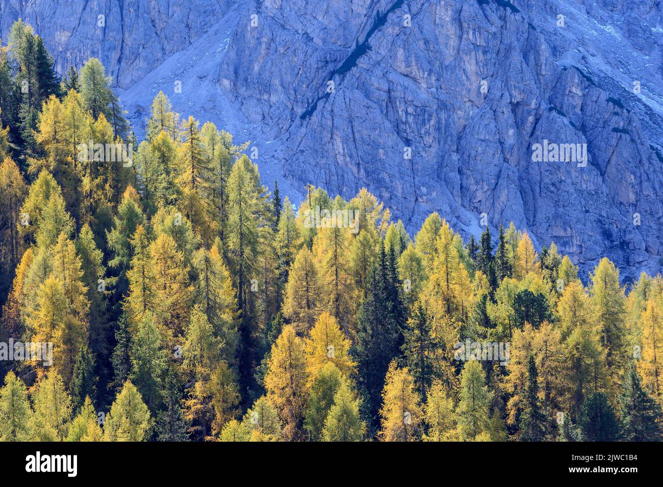 Tree views alps hi-res stock photography and images - Alamy