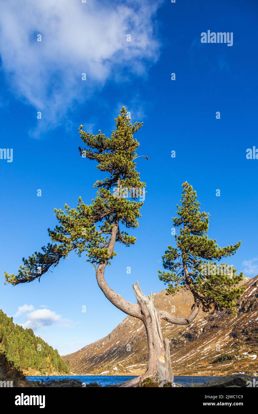 Pine tree by a lake in the Alps mountains Stock Photo - Alamy