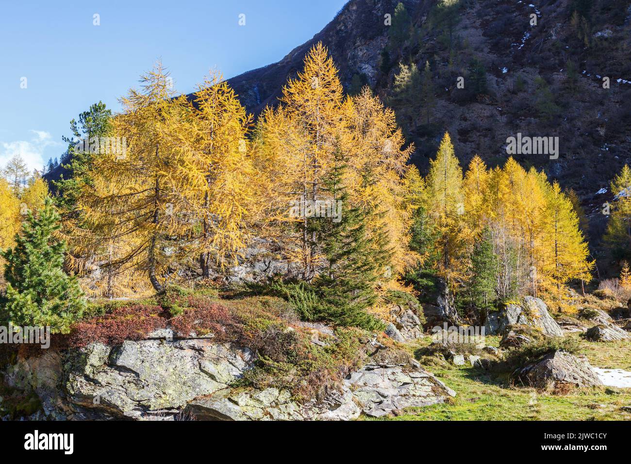 Beautiful autumn larch trees hi-res stock photography and images - Alamy