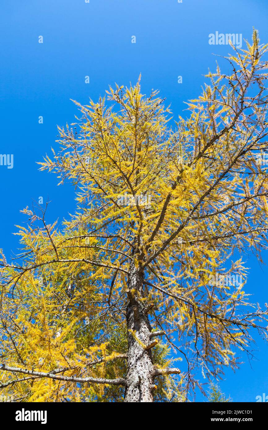 Larch in fall color below hi-res stock photography and images - Alamy