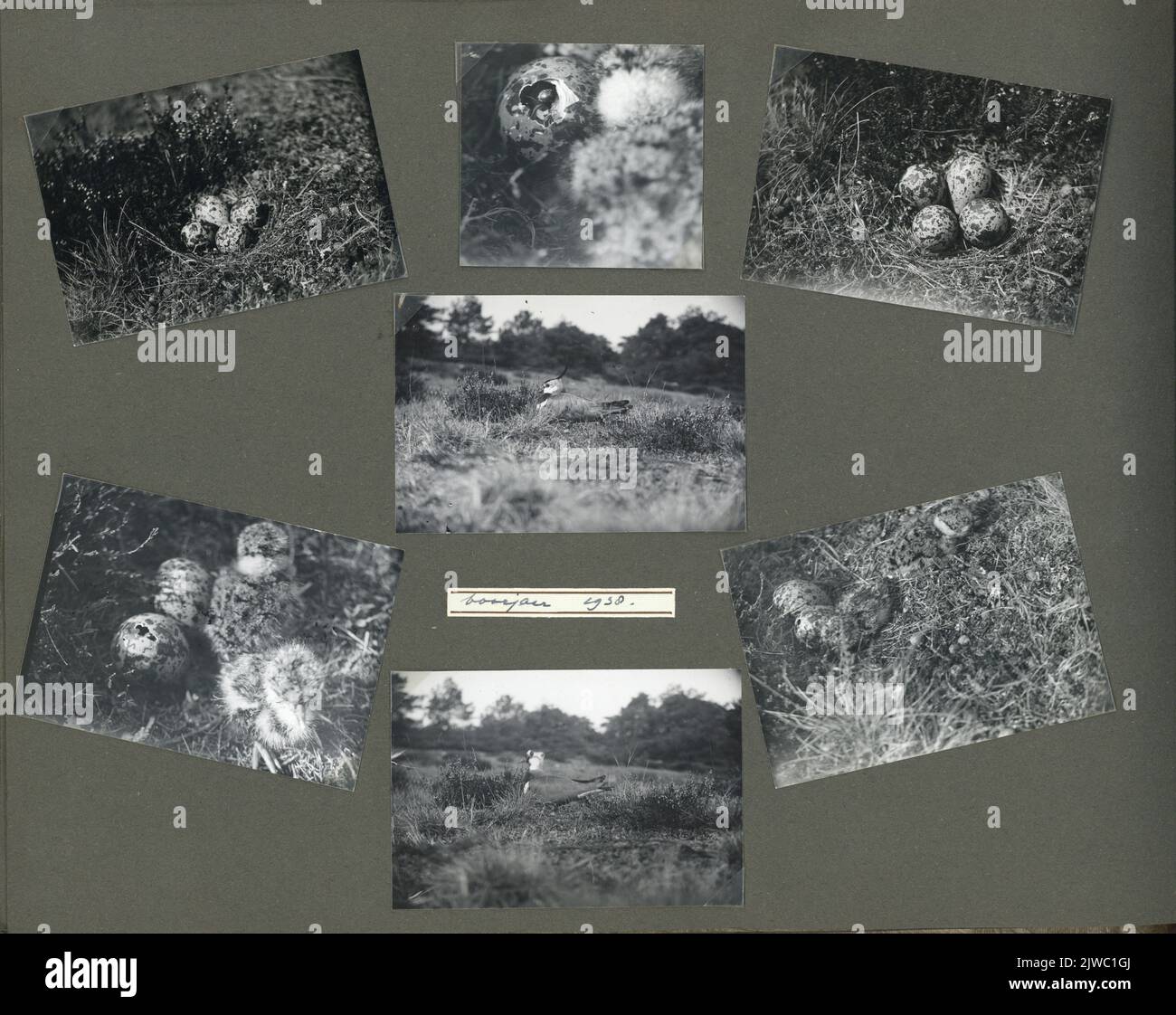 Image of a page from a photo album of scouting group Salwega from ...