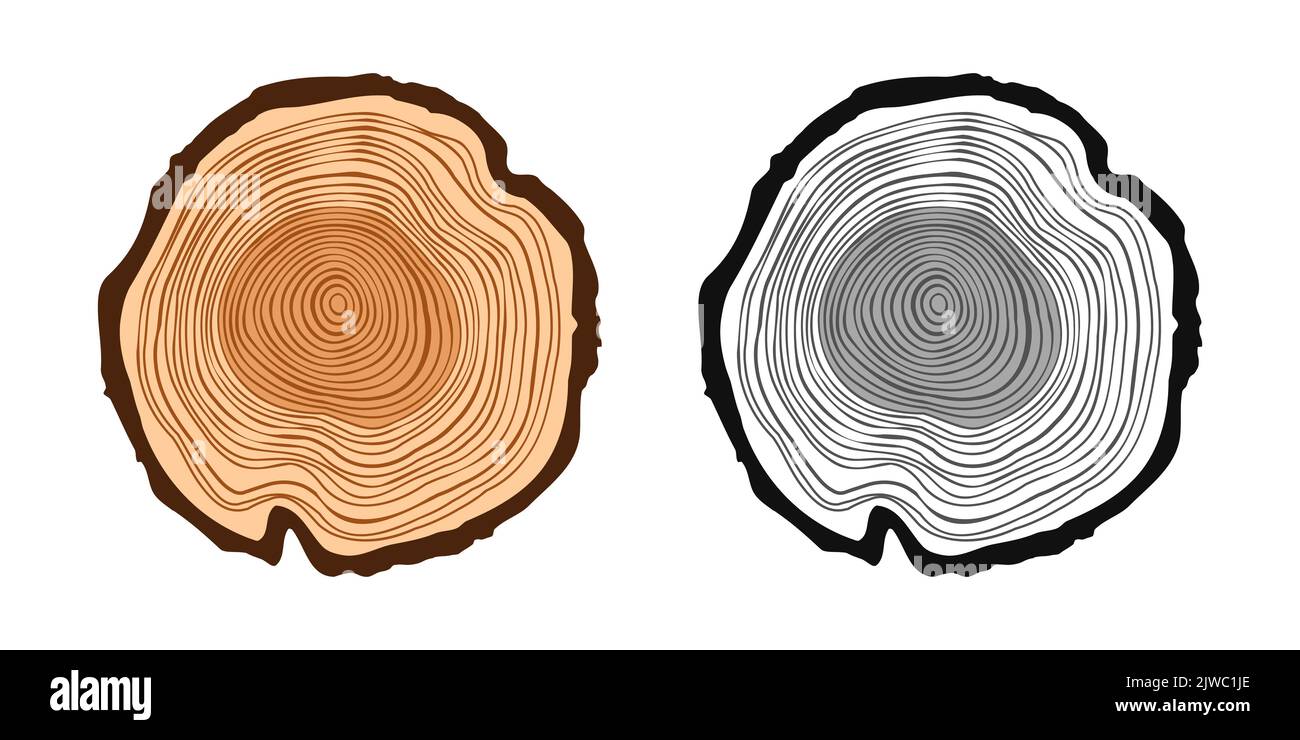 Round tree trunk cuts in various colors, sawn pine or oak slices ...