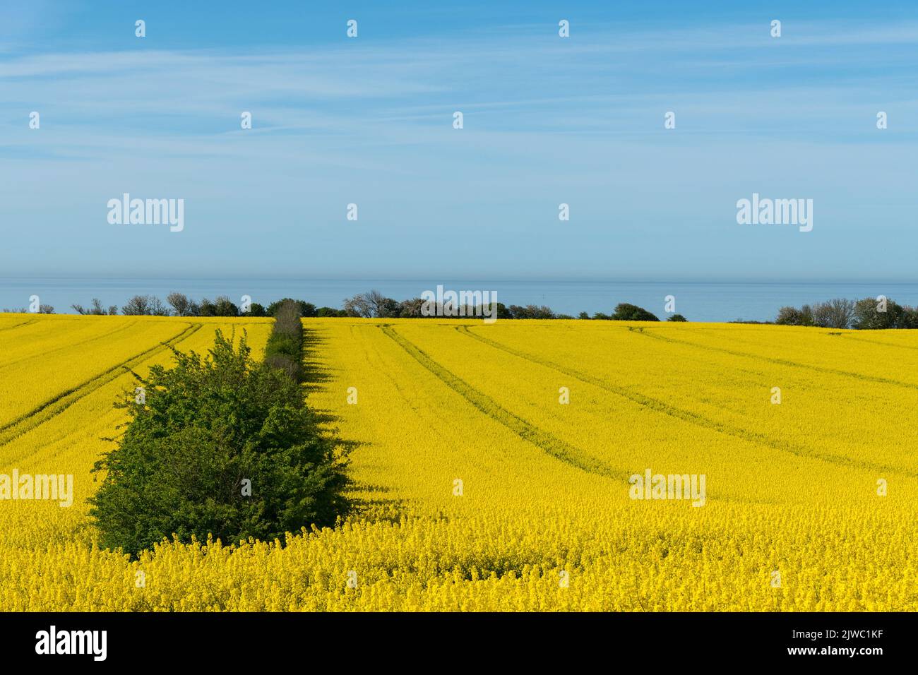Canola field with sea view, Amager-Bornholm, Denmark Stock Photo - Alamy