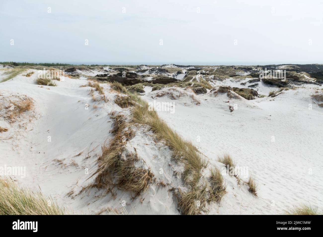 dune and white sands with lighthouse, Dueodde, isle of Bornholm Denmark ...