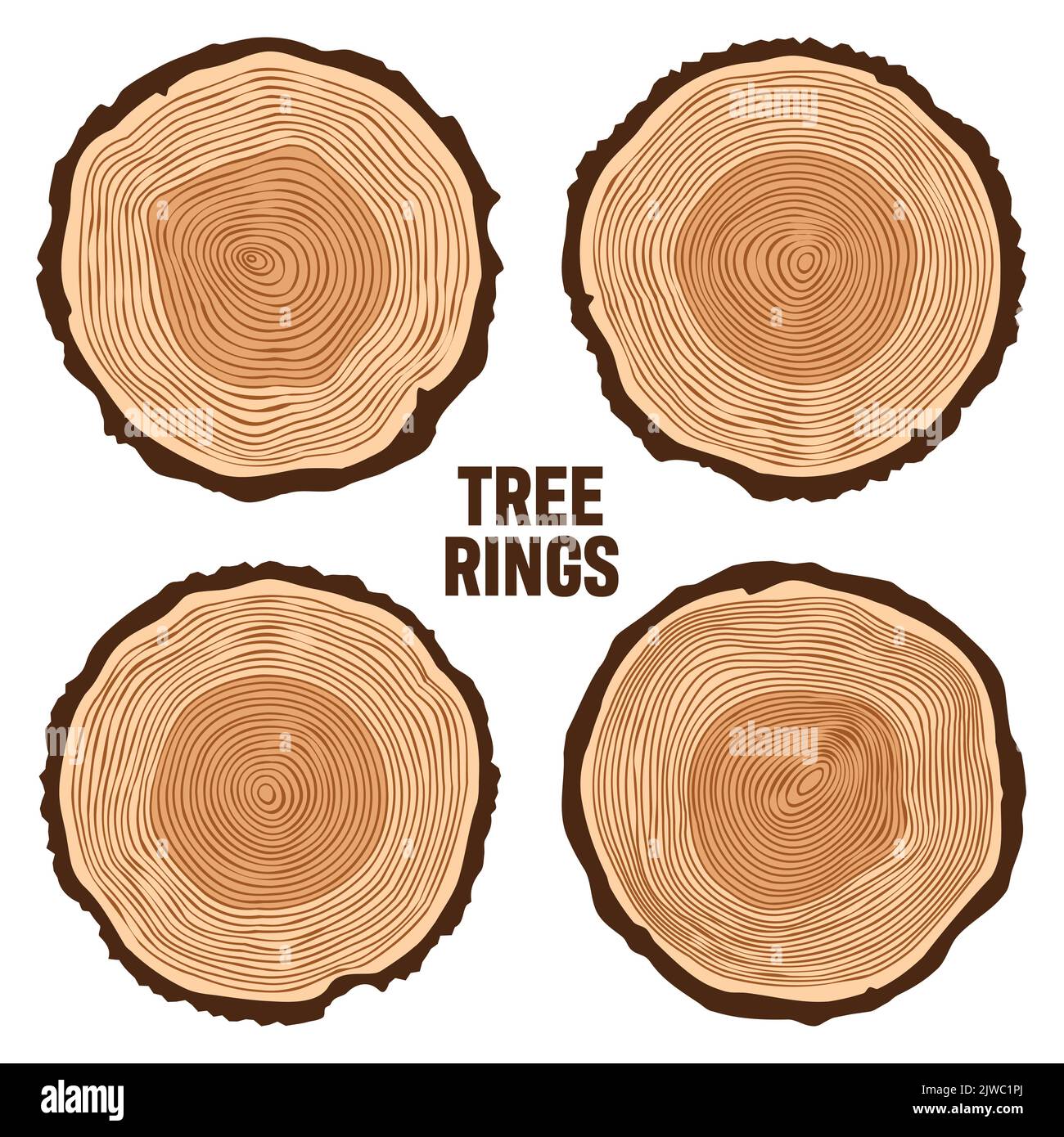 Round tree trunk cuts, sawn pine or oak slices, lumber. Saw cut timber ...