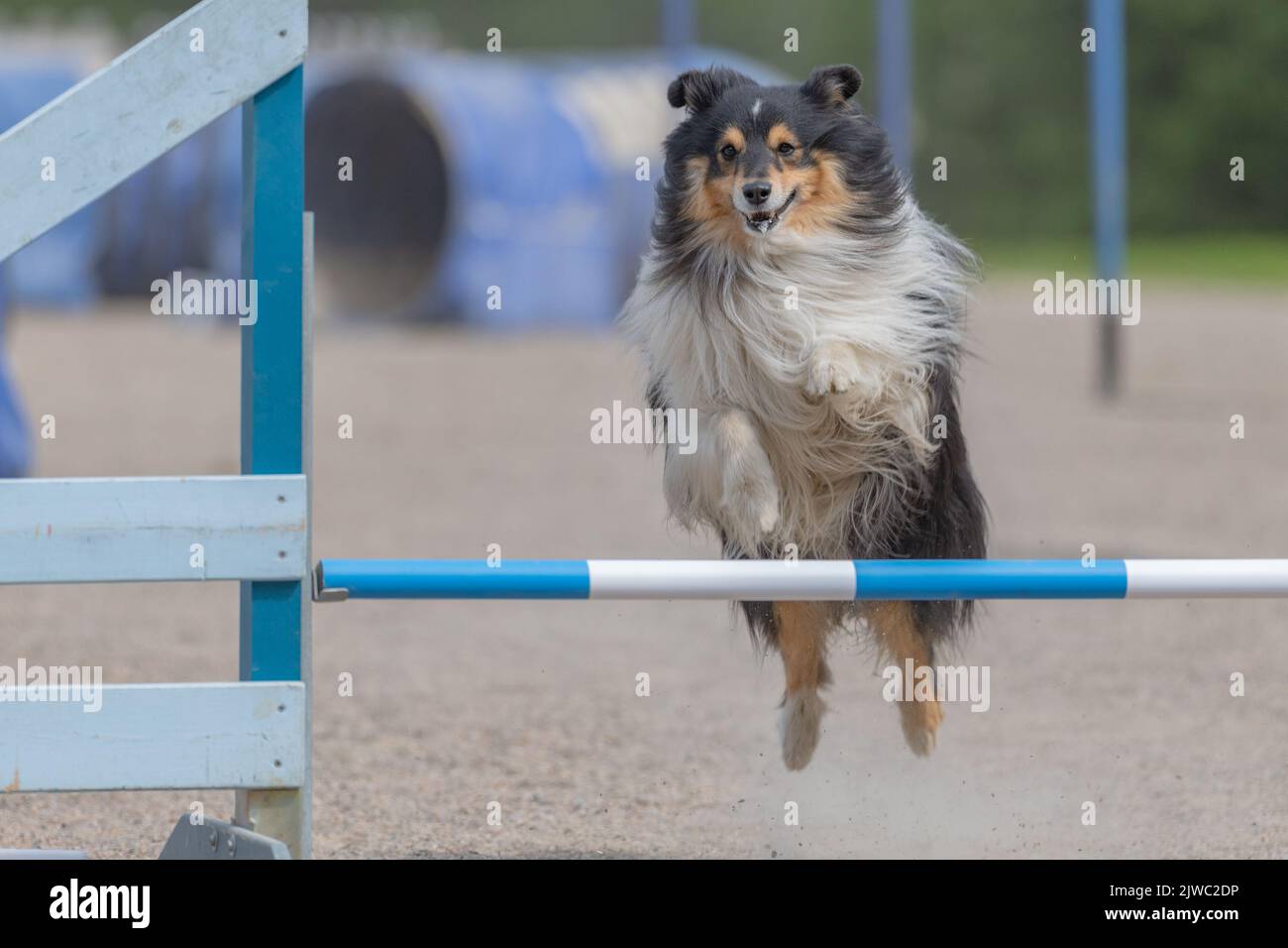 A Shetland Sheepdog jumps over a hurdle during a dog agility course ...