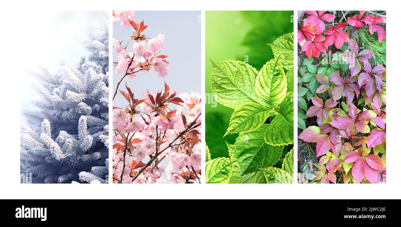 Four seasons of year. Set of vertical nature banners with winter, spring, summer and autumn ...