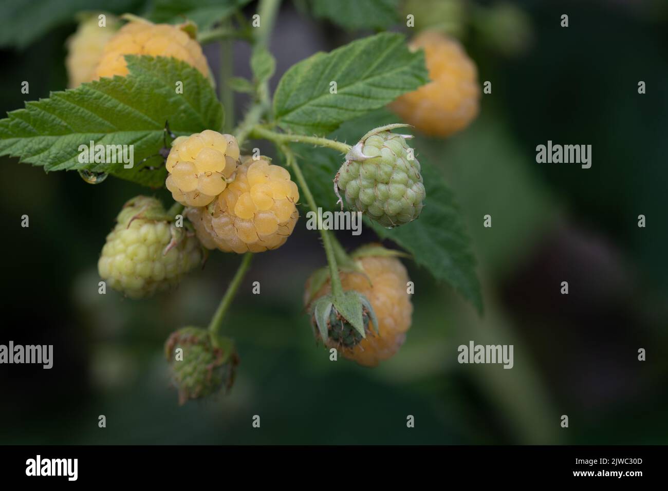 Close up of ripe and unripe yellow raspberries hanging on the bush ...