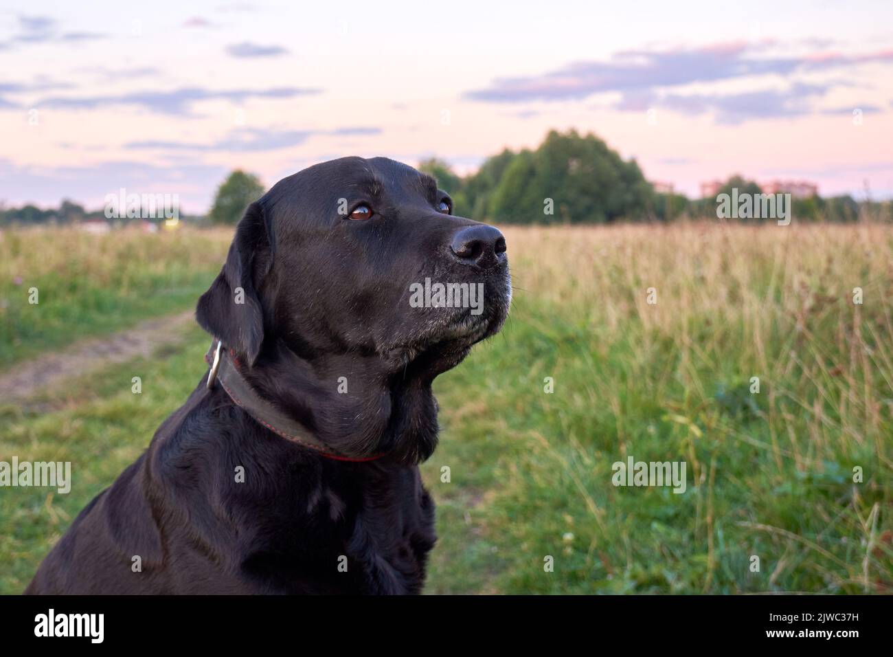 Portrait of a black labrador. Beautiful black labrador retriever on a ...