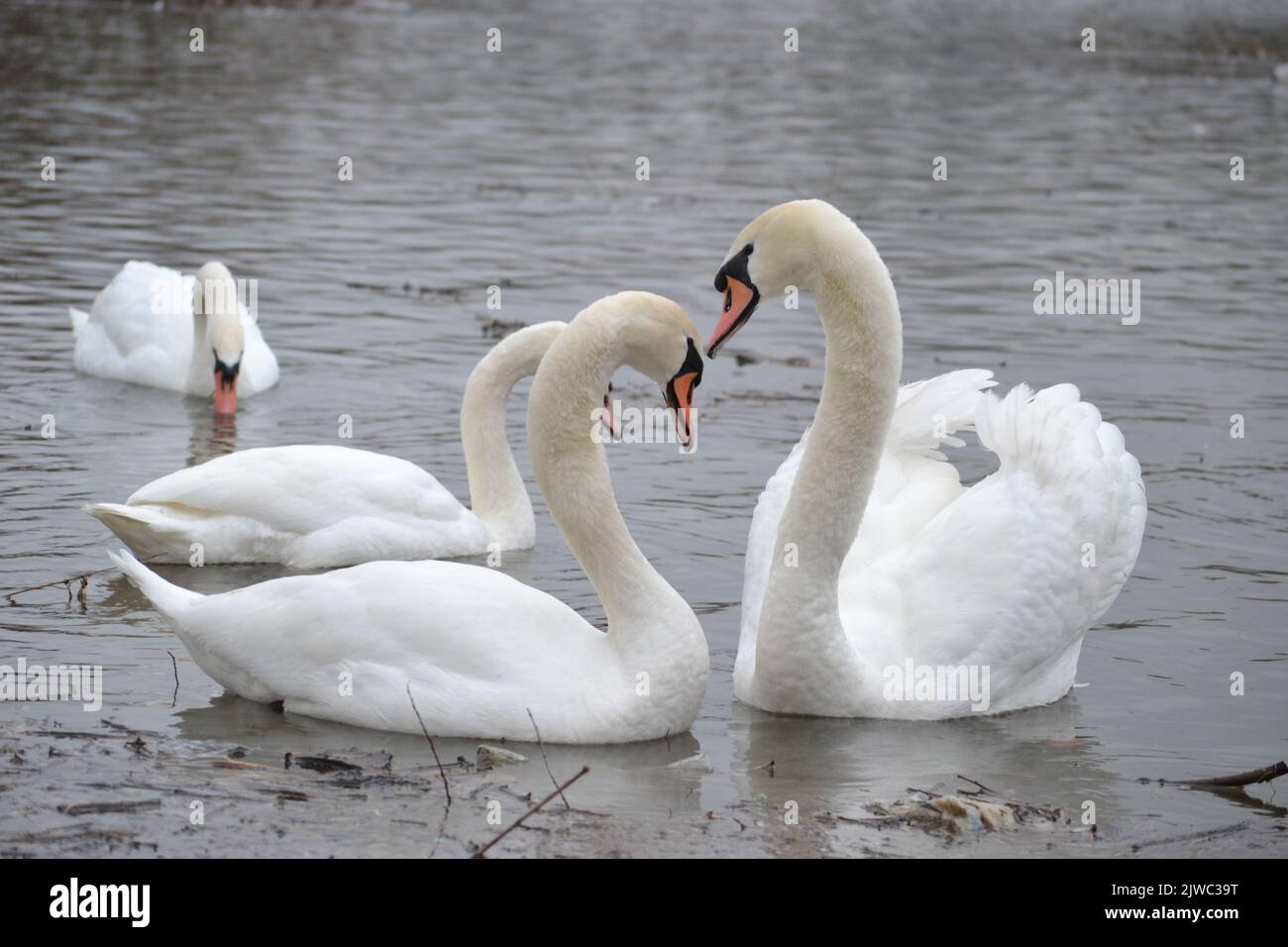 Swans in their natural environment. Swans swim in cold winter water ...
